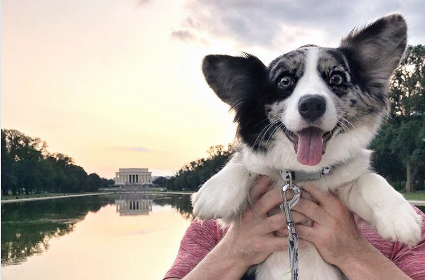 Turn Your IG Feed Into A Pet-Friendly Paradise by Following DC's Most ...