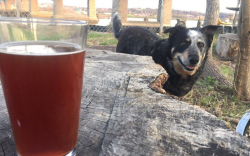 Colder Nights Call For Darker Beers! These Local Fall Craft Beers Have ...